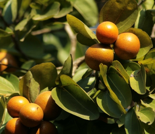 Materia Medica - Ignatia amara - Homeopatia Polska